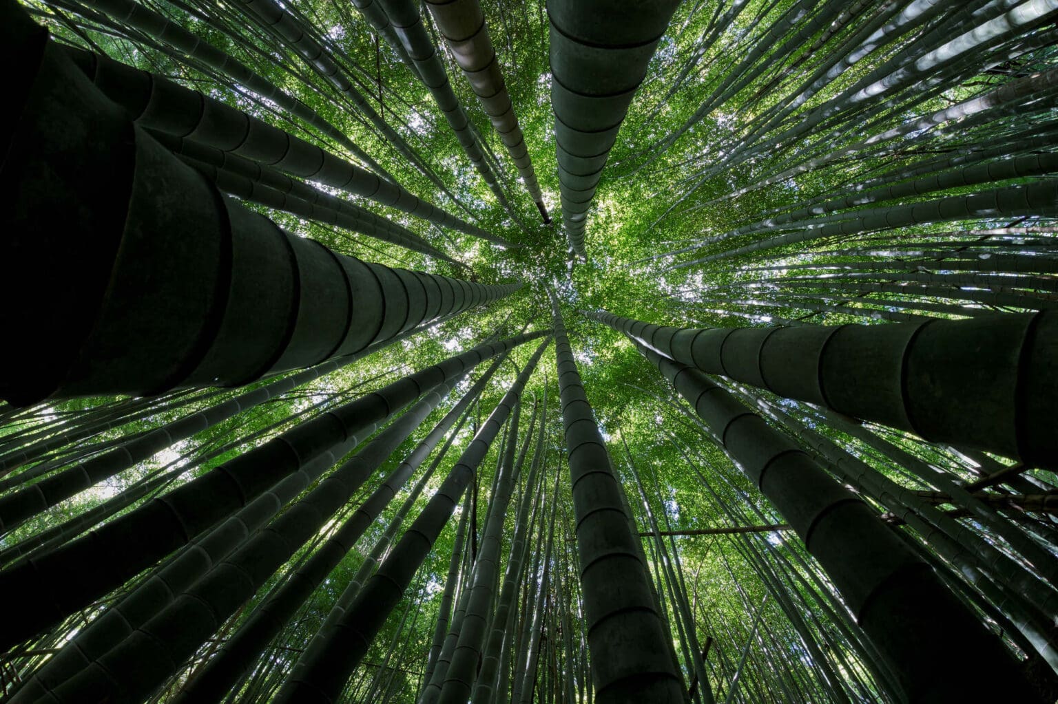 Visit and Connect with Brenau University